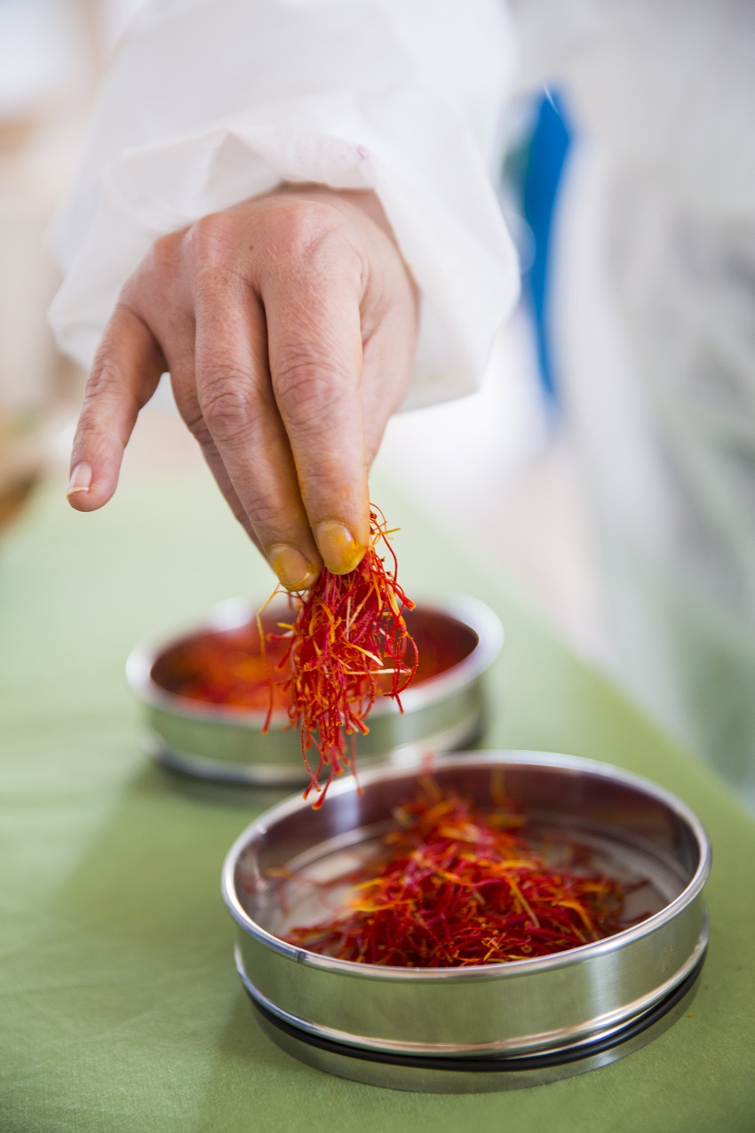 Azafrán de La Mancha, preciado oro rojo - Vinos de La Mancha